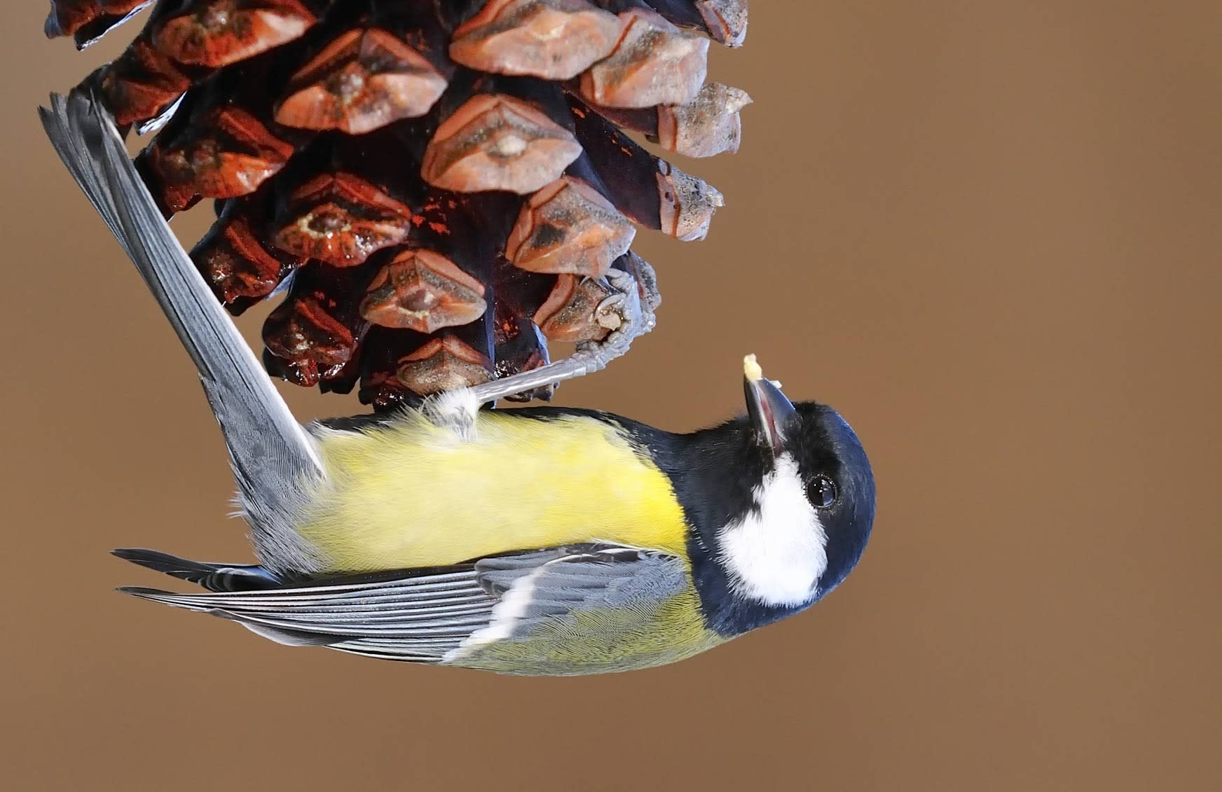 Quick & Easy Ways to Attract Wild Birds to Your Garden | B&M Lifestyle
