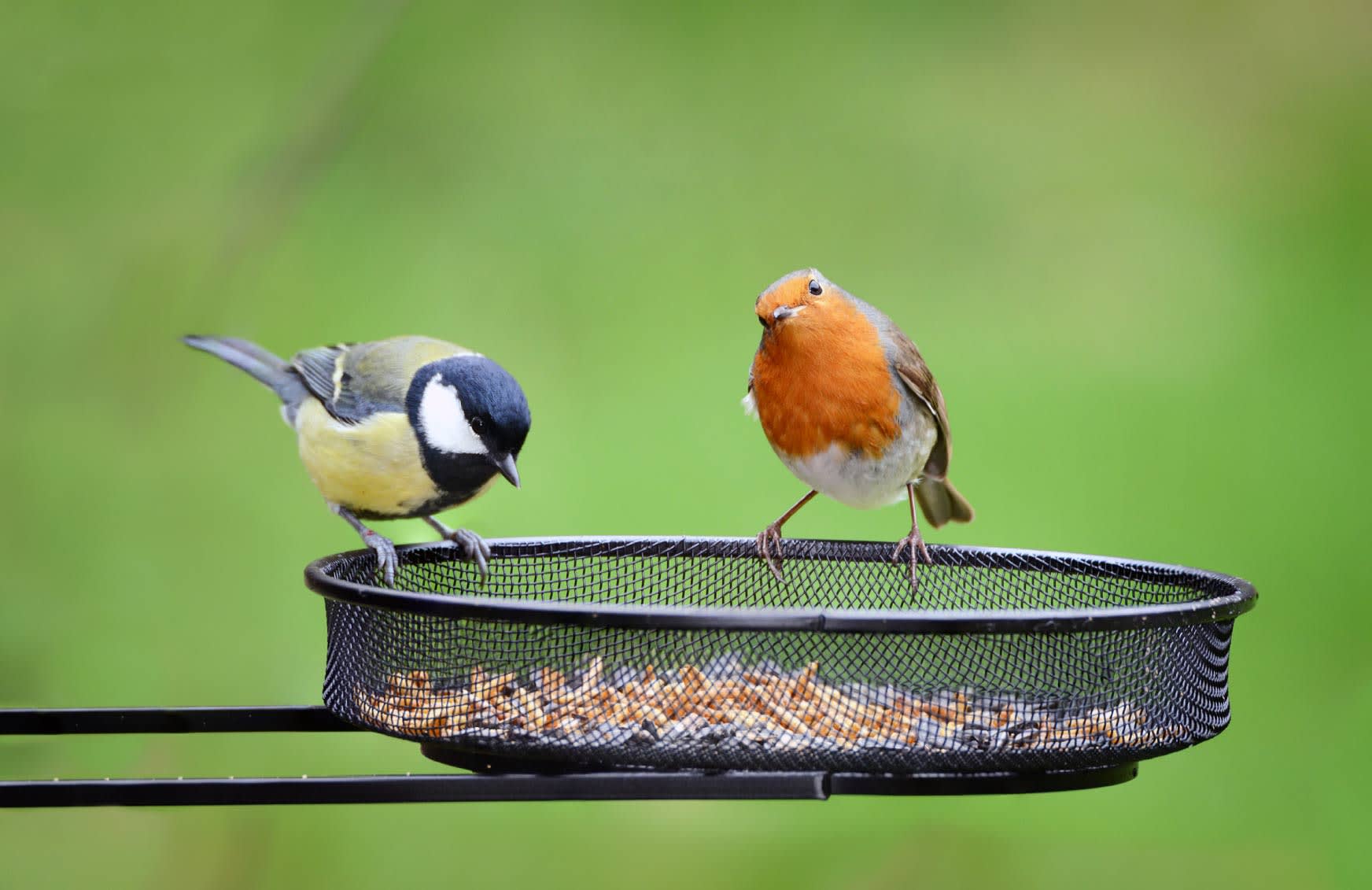 5 Top Tips for Helping Birds During Hot Weather | B&M