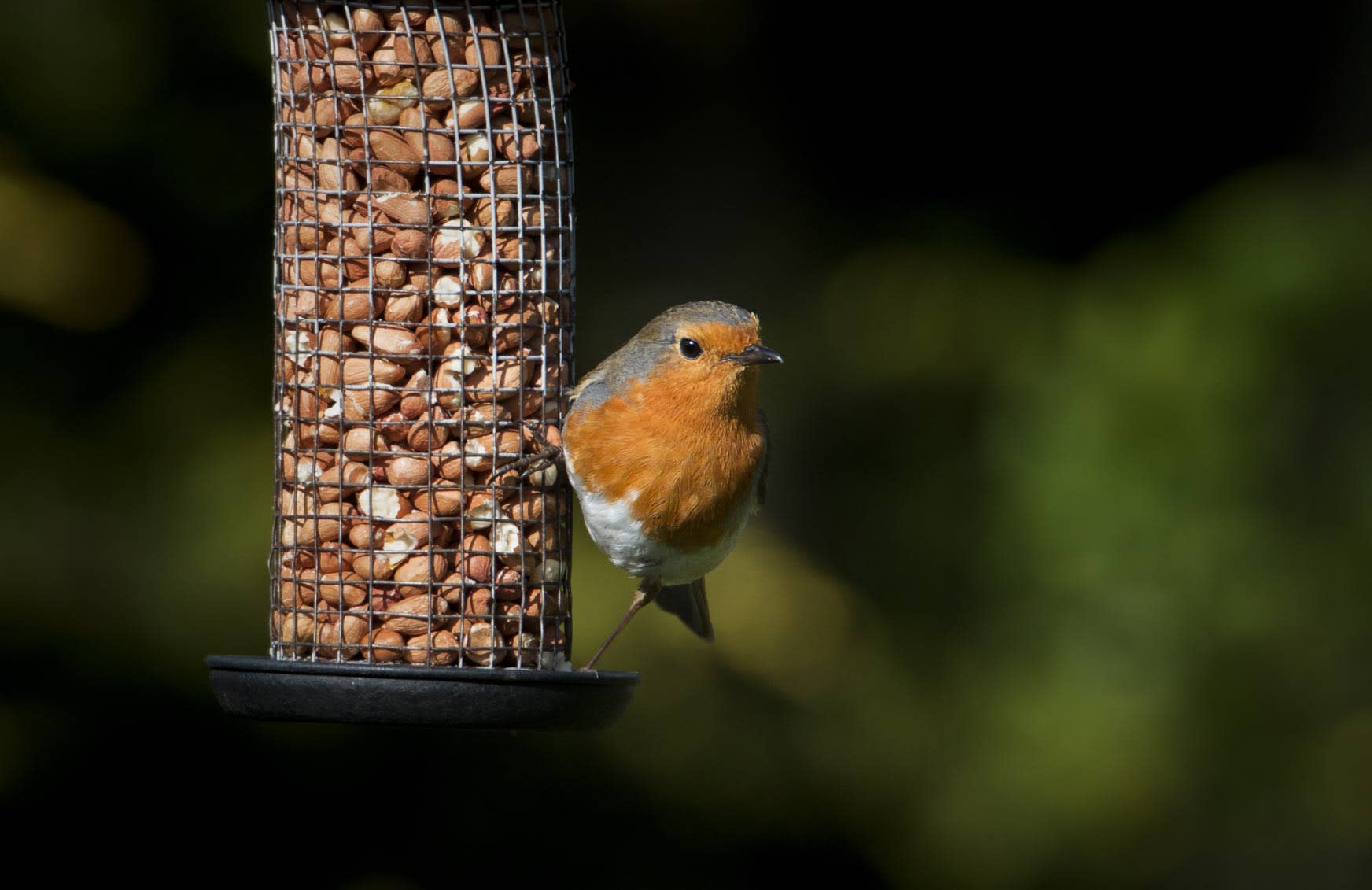 5 Top Tips for Helping Birds During Hot Weather | B&M
