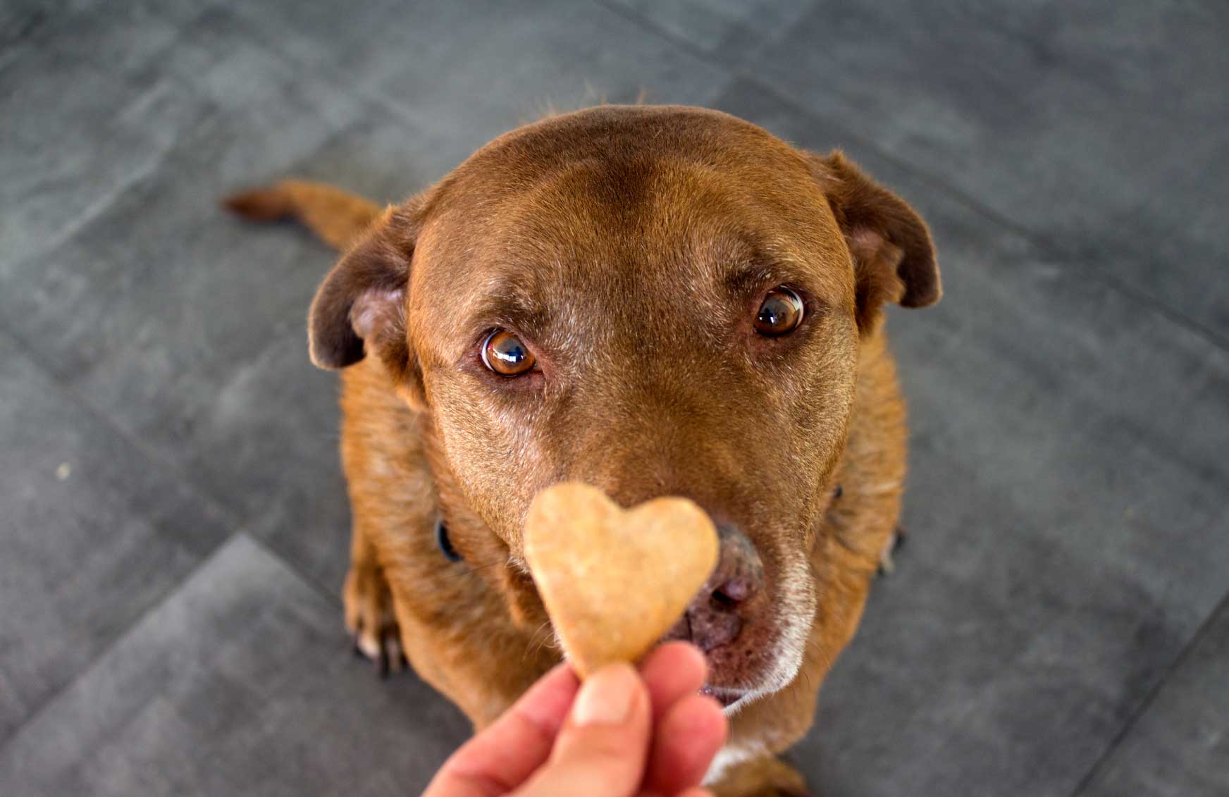 Paw-fect Valentine's Day Gifts Ideas for Pets | B&M Lifestyle