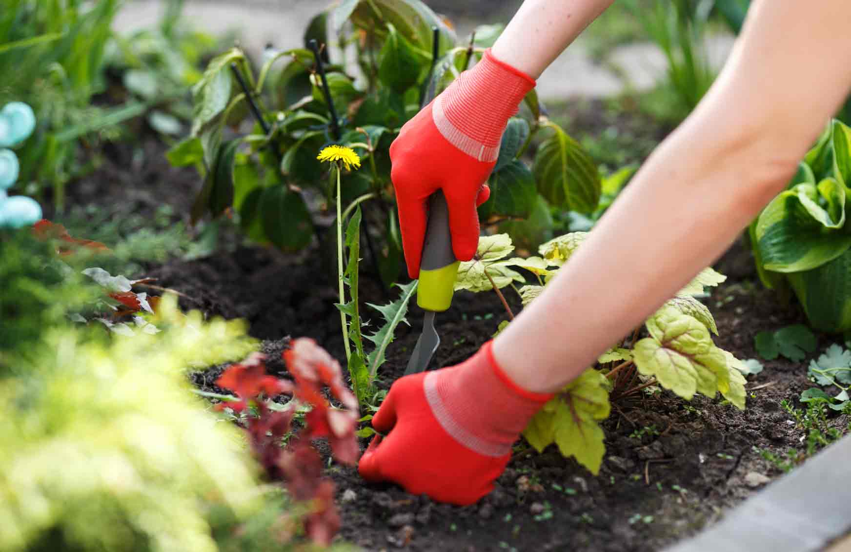 5 Summer Gardening Tips for a Healthy Garden | B&M Lifestyle