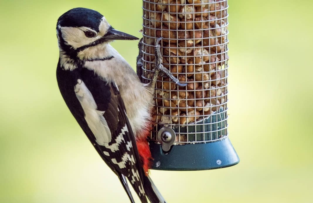 5 Top Tips for Helping Birds During Hot Weather | B&M