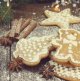Guest Recipe: Claire's Festive Gingerbread Biscuits | B&M