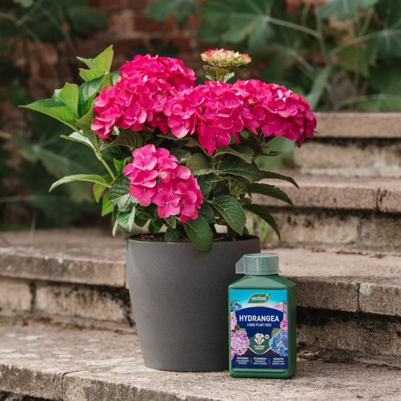 Westland Specialist Hydrangea Plant Food 1L | Garden Chemicals | B&M
